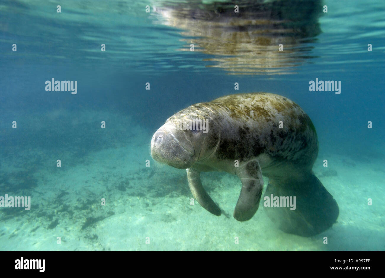 Manatee underwater at Three Sisters Springs Crystal River Florida Stock ...