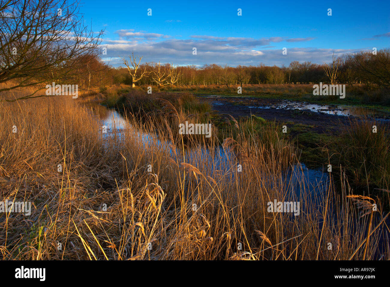 The landscape near Hickling Broad on a winter morning in the Norfolk ...