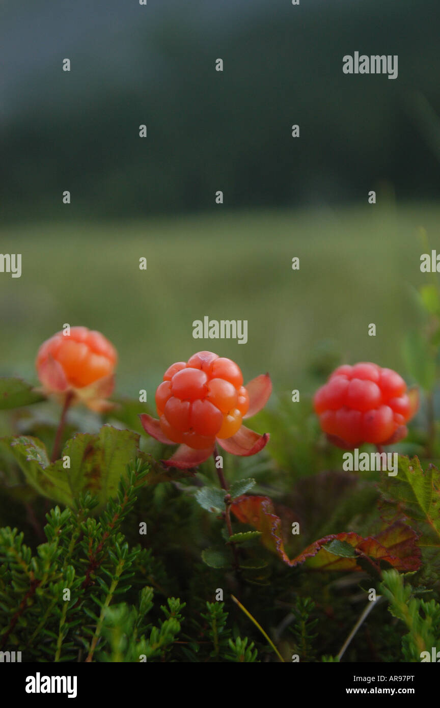 Cloudberry - Rubus chamaemorus is a flowering plant in the rose family ...