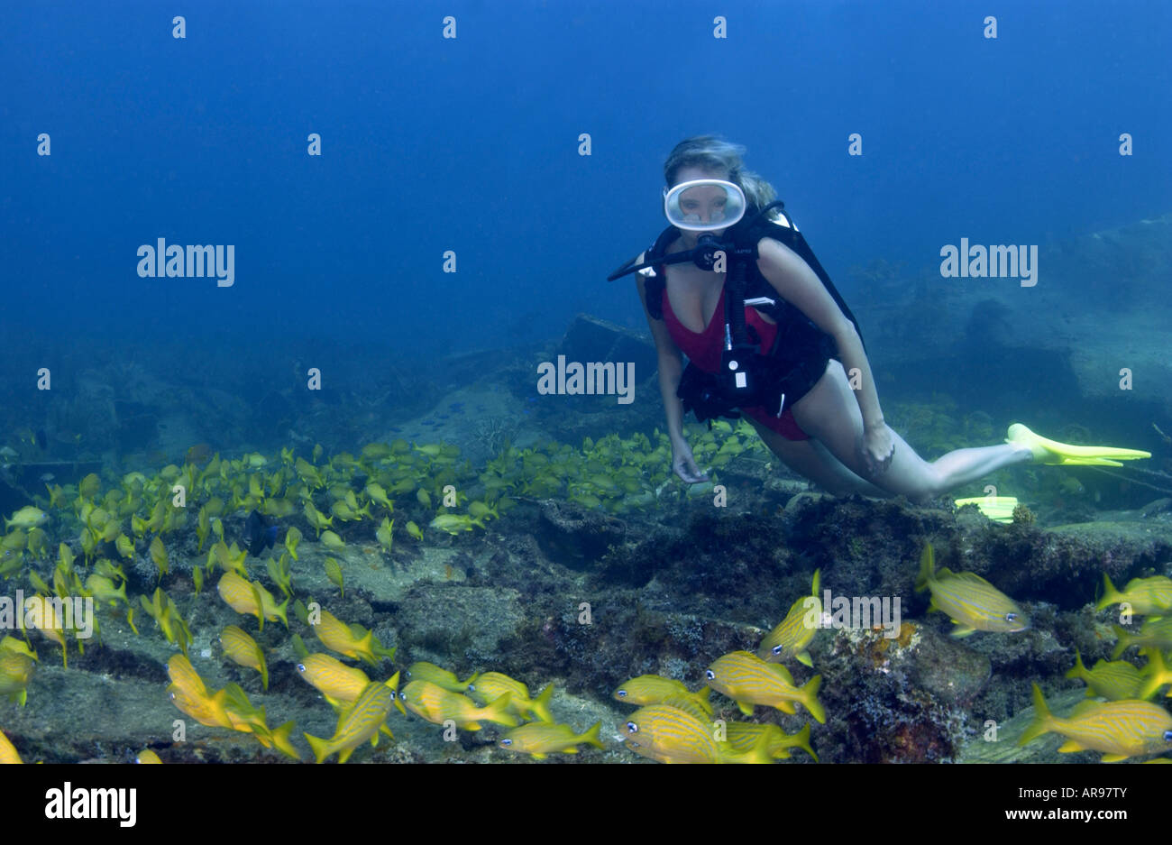 Woman scuba diving fish caribbean hi-res stock photography and images ...