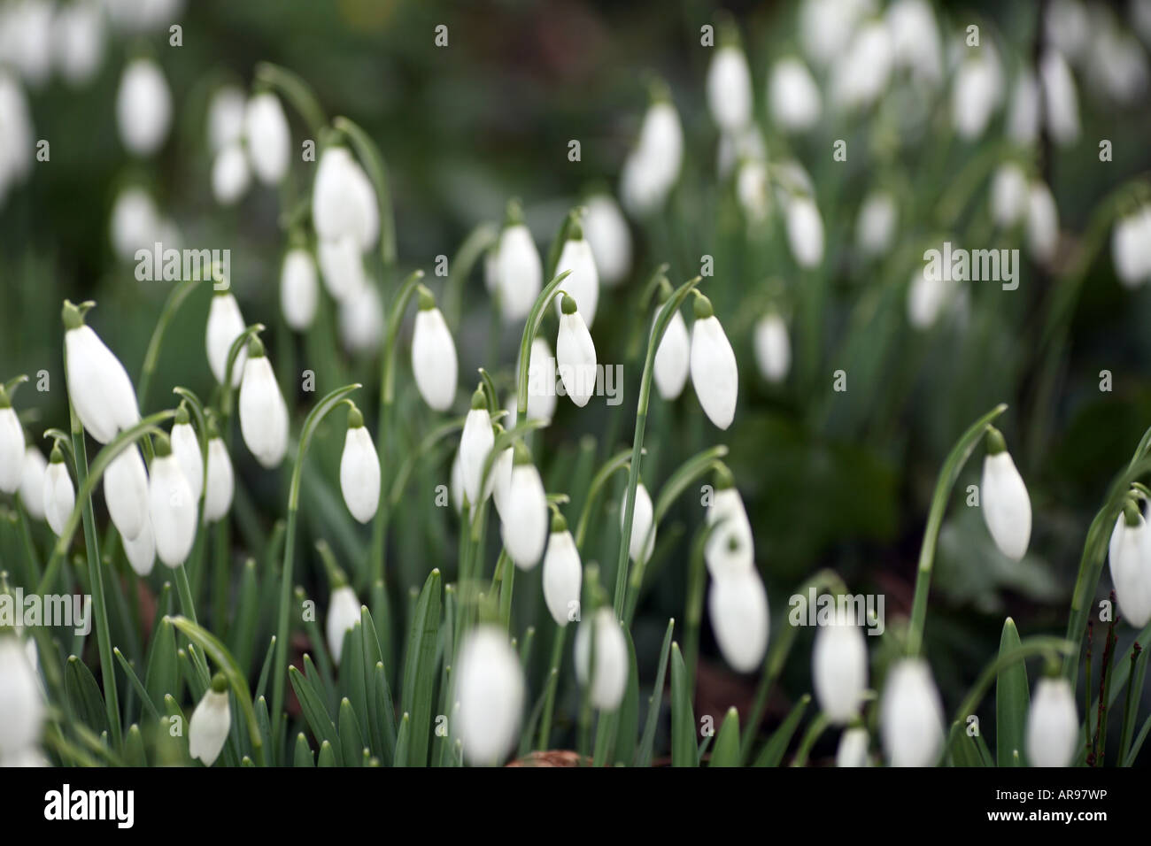 Snowdrops up close Stock Photo - Alamy