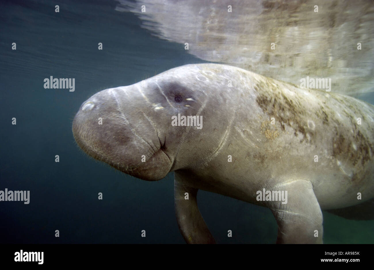 Manatee underwater at Three Sisters Springs Crystal River Florida Stock ...