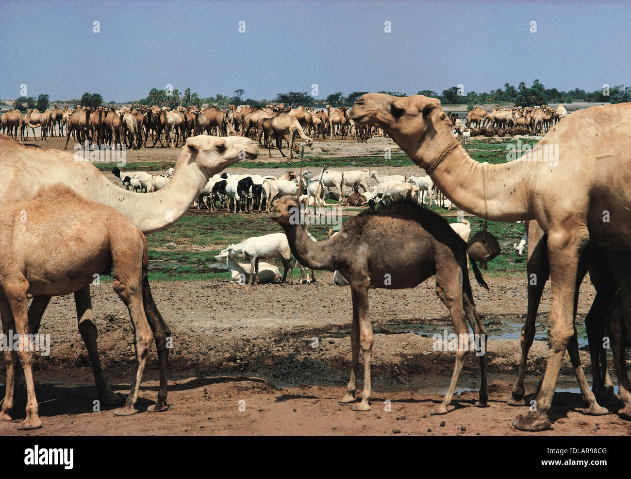 Camels Hoof High Resolution Stock Photography and Images - Alamy