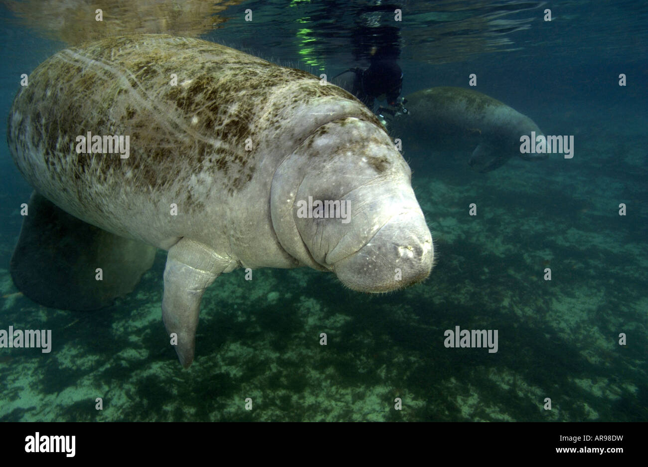 Manatee underwater at Three Sisters Springs Crystal River Florida Stock ...