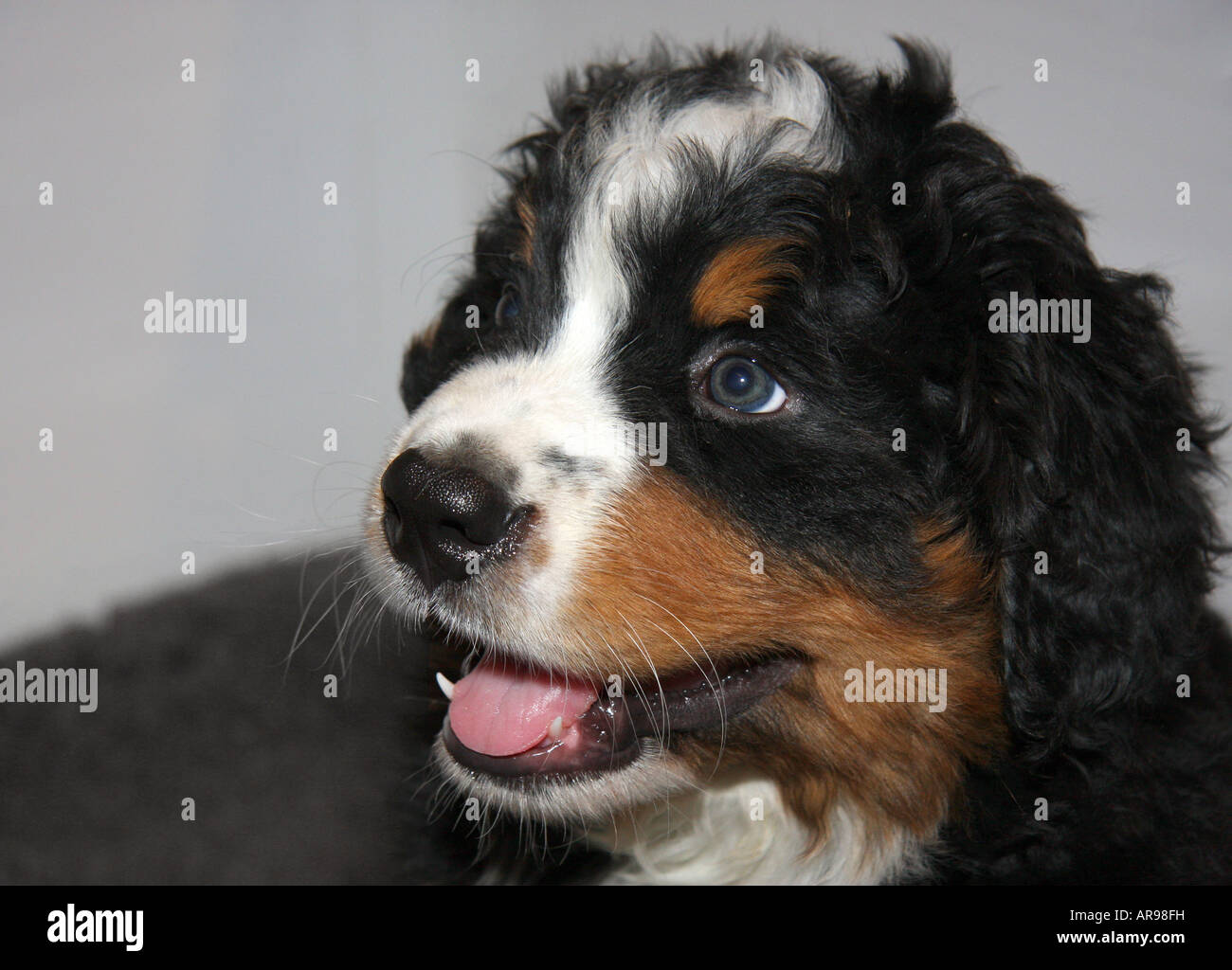 Burmese mountain dog puppy hi-res stock photography and images - Alamy