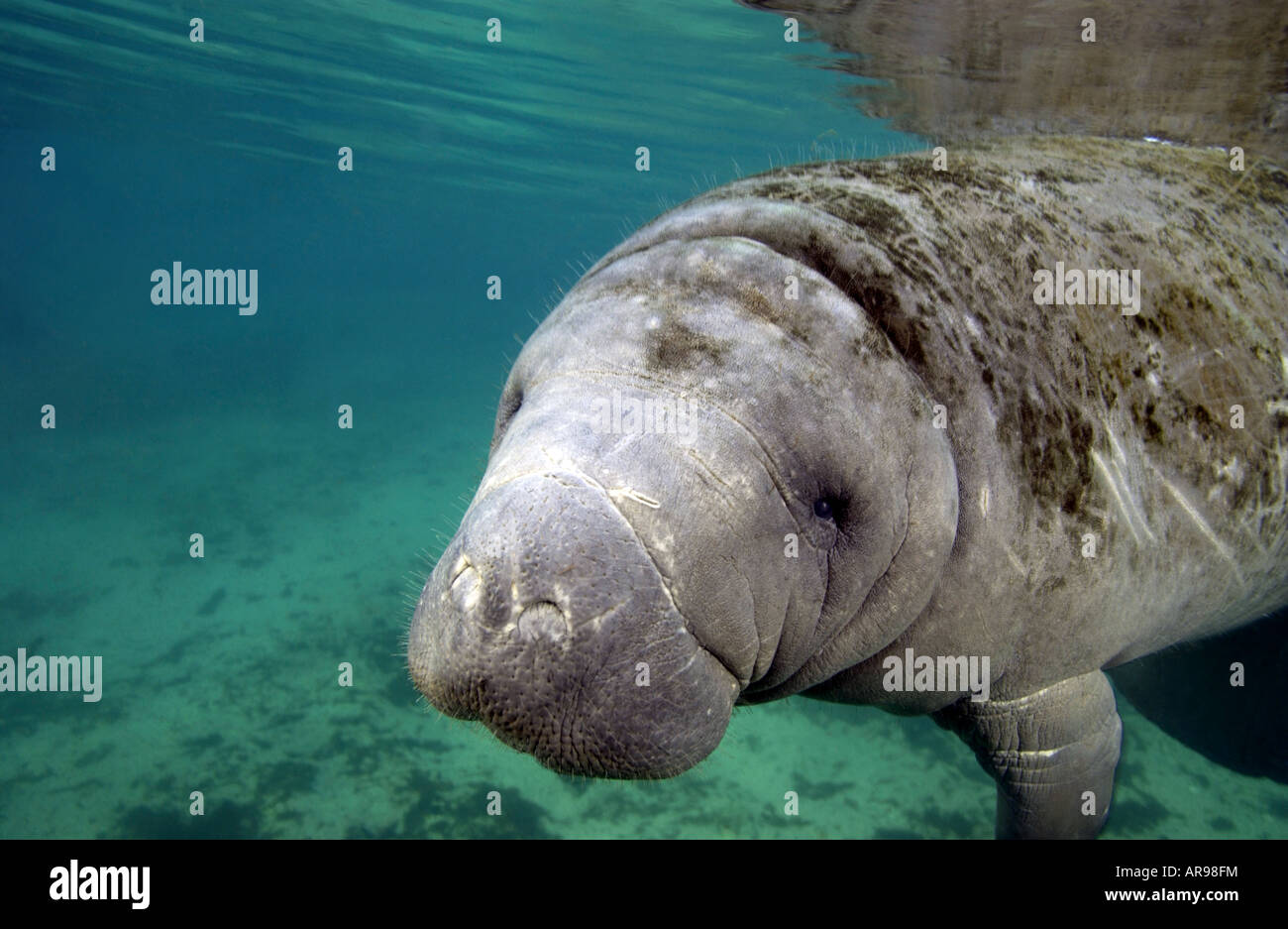 Manatee underwater at Three Sisters Springs Crystal River Florida Stock ...