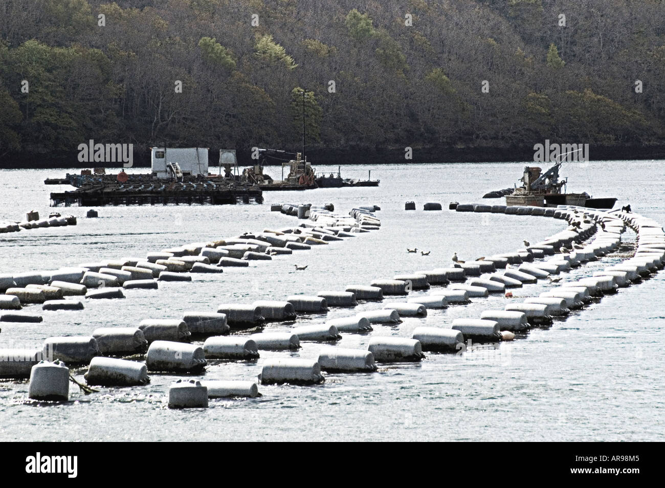 Mussel Farm, Fal River Stock Photo - Alamy