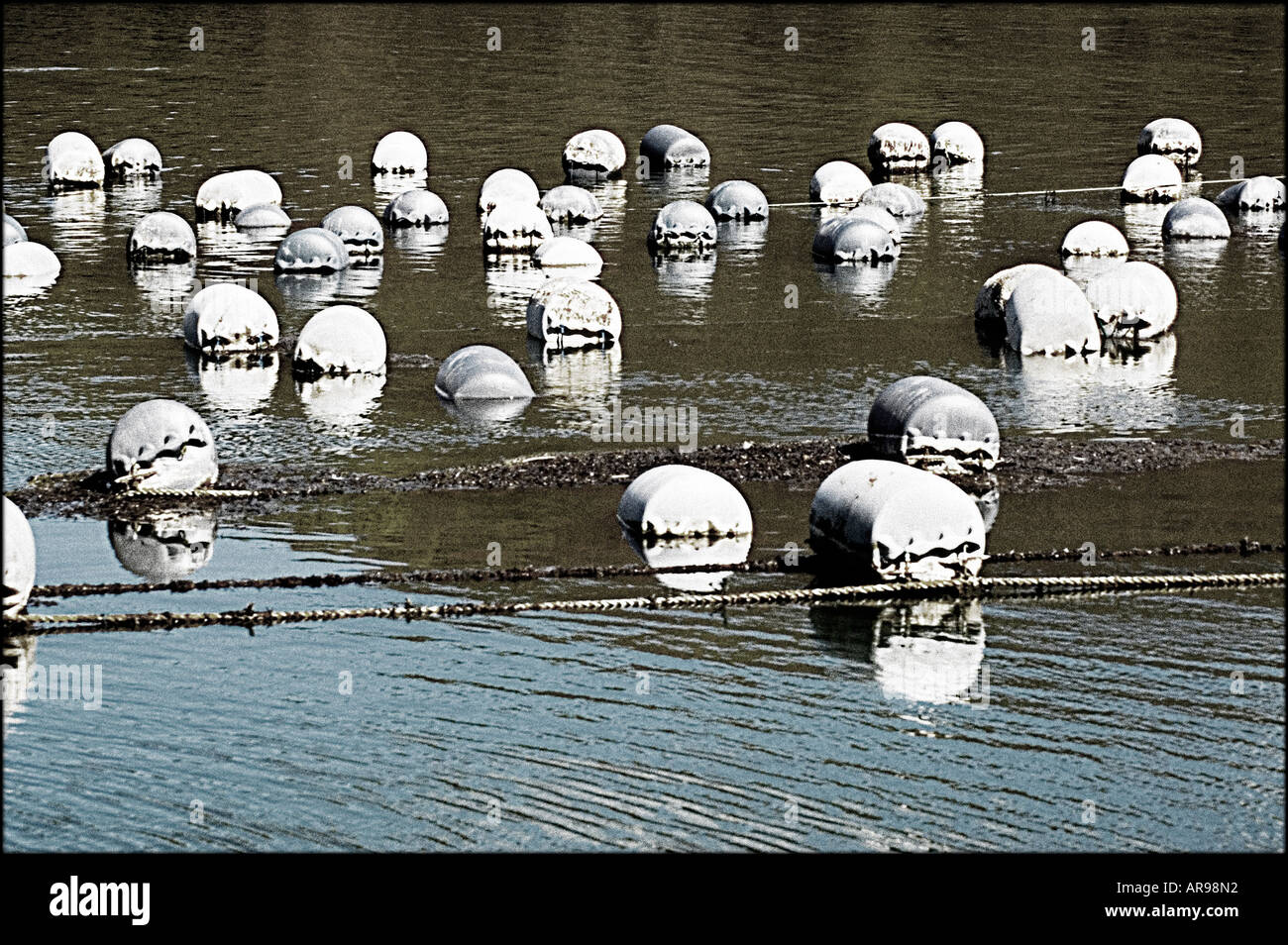 Mussel Farm, Fal River Stock Photo - Alamy