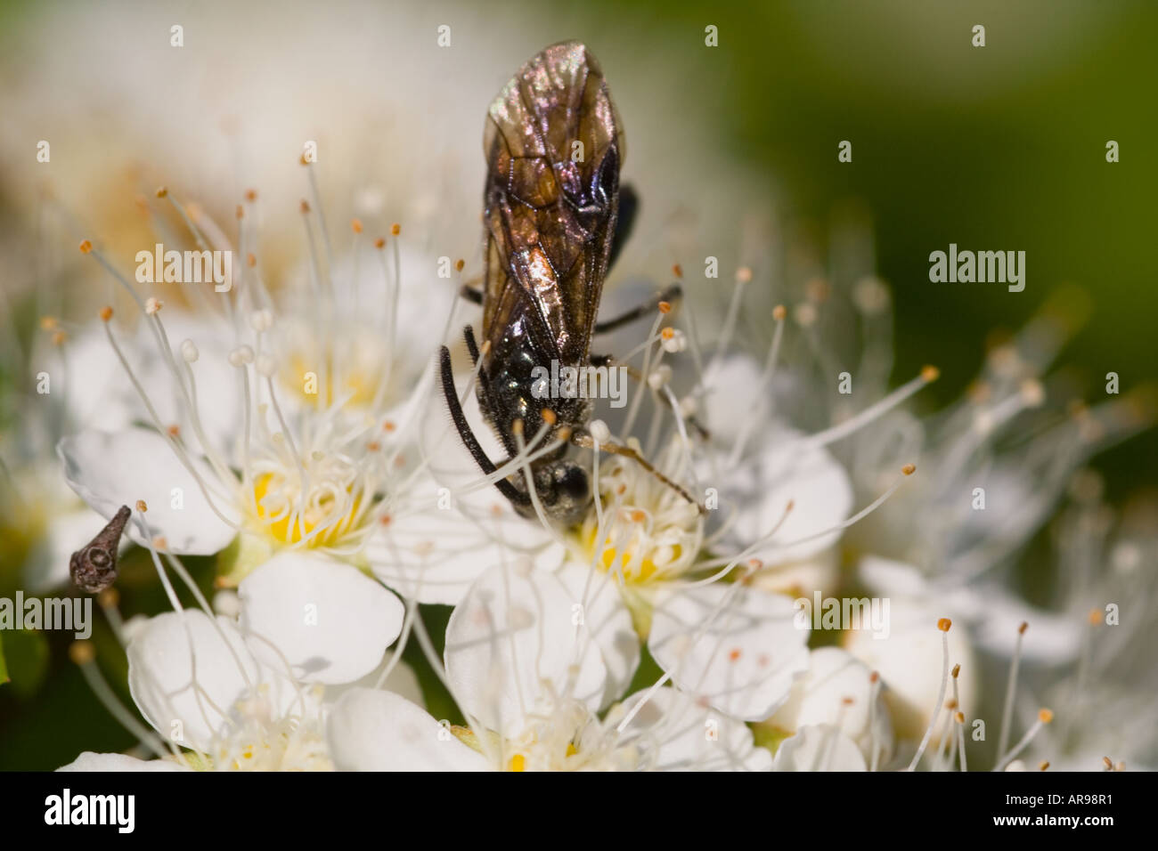 a beetle inside a flower Stock Photo - Alamy