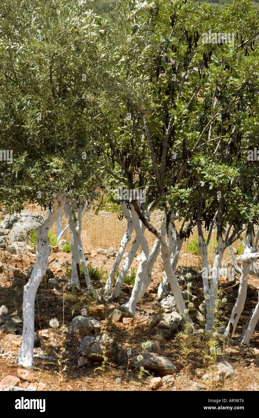 Olive grove near Kas, Mediterranean Region Turkey Stock Photo - Alamy