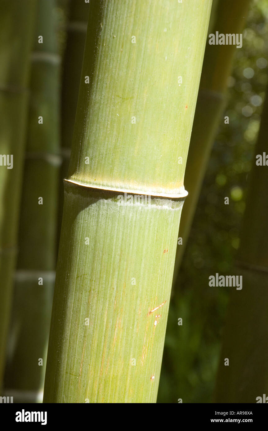 Bamboo, Trebah Cornwall Stock Photo - Alamy