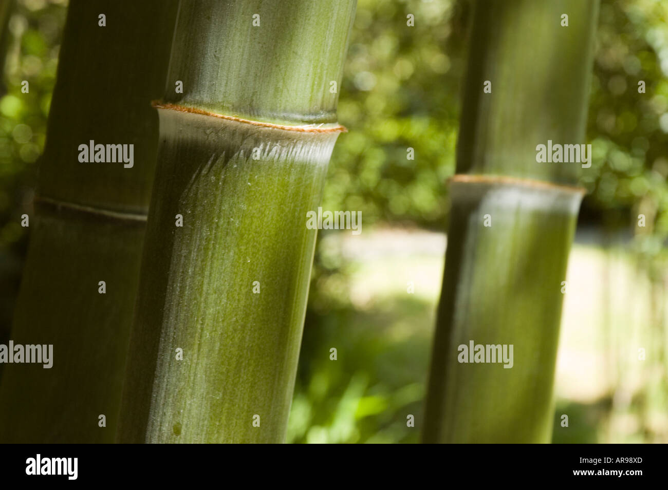 Bamboo, Trebah Cornwall Stock Photo - Alamy