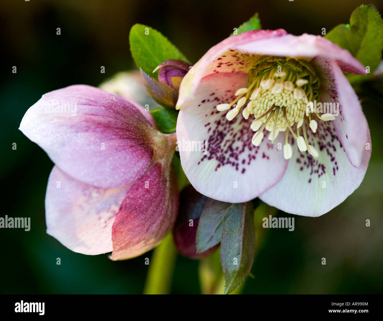 Hellebore hi-res stock photography and images - Alamy