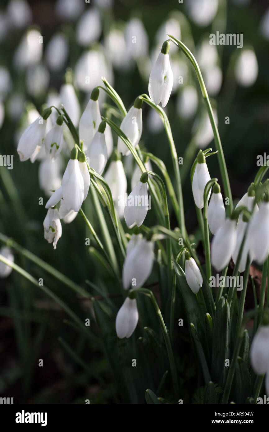 Snowdrops up close Stock Photo - Alamy