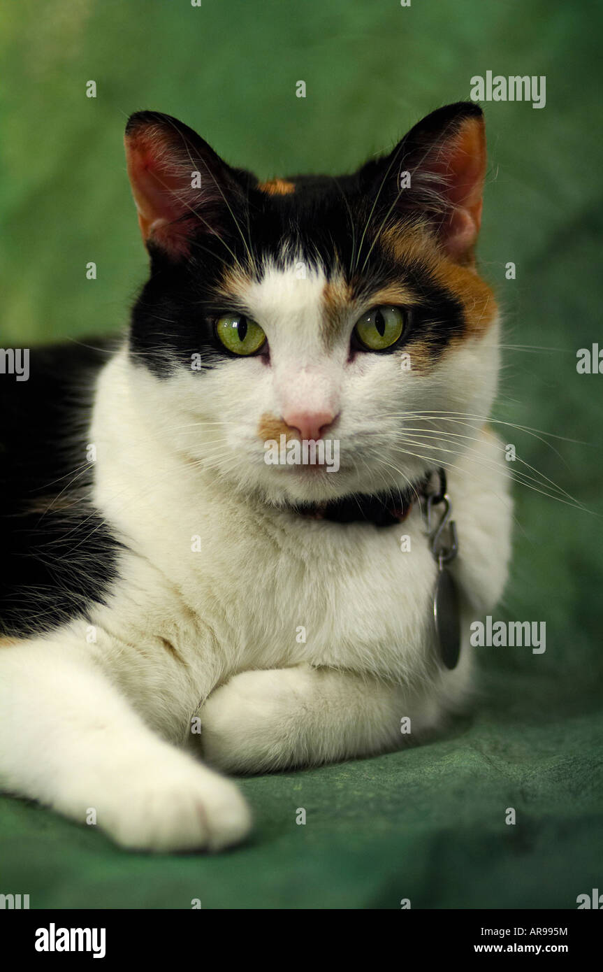 A calico cat looking into the camera close up Stock Photo - Alamy