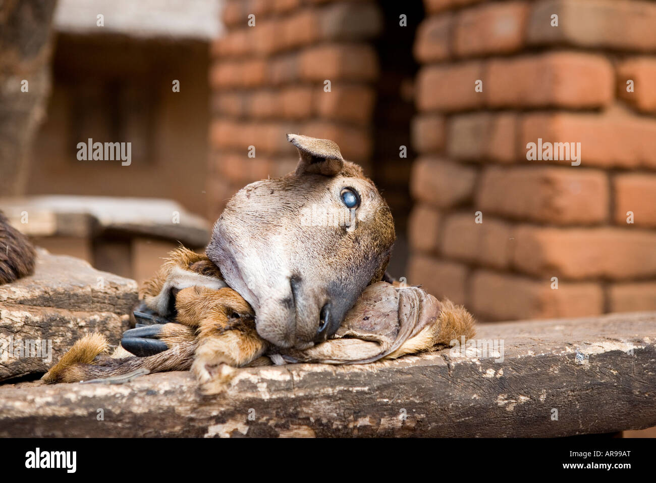 Goat's heads, discarded on street in Malawi Stock Photo - Alamy