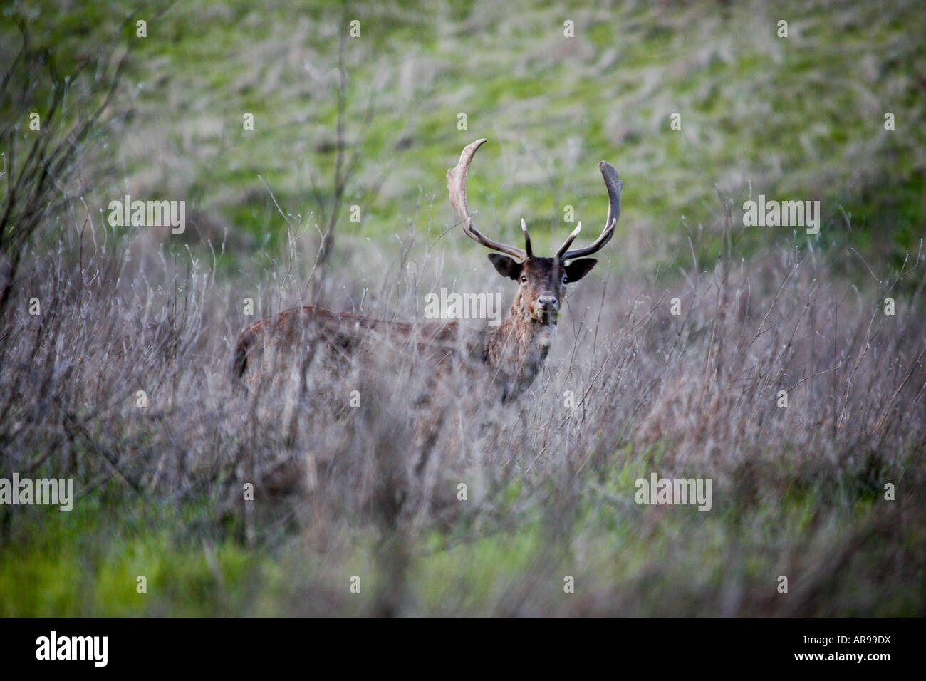 Buck, male deer, amongst shrubbery looking back at the viewer Stock ...