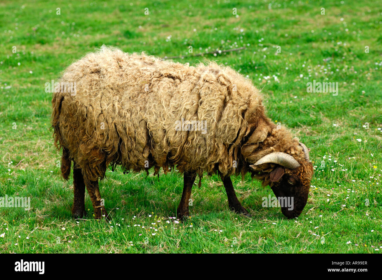 Endangered species Swiss sheep race Roux du Valais Stock Photo - Alamy
