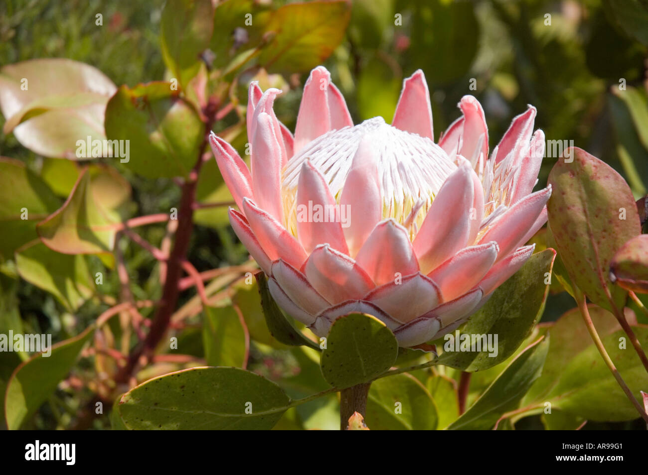 Protea flower, Tresco Abbey Gardens Stock Photo - Alamy