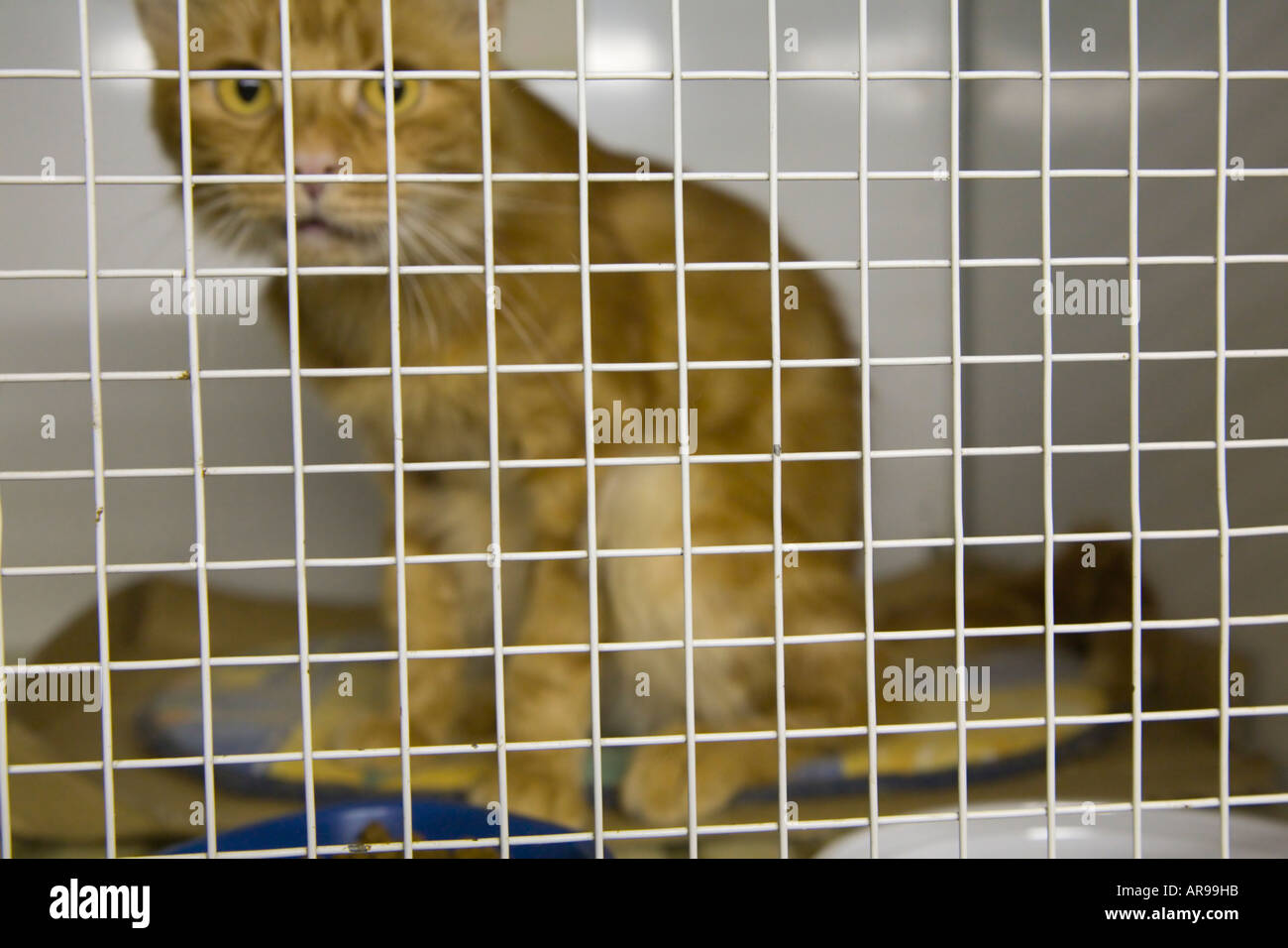 A cat at the Torre Argentina Cat Sanctuary in Rome Italy Stock Photo ...