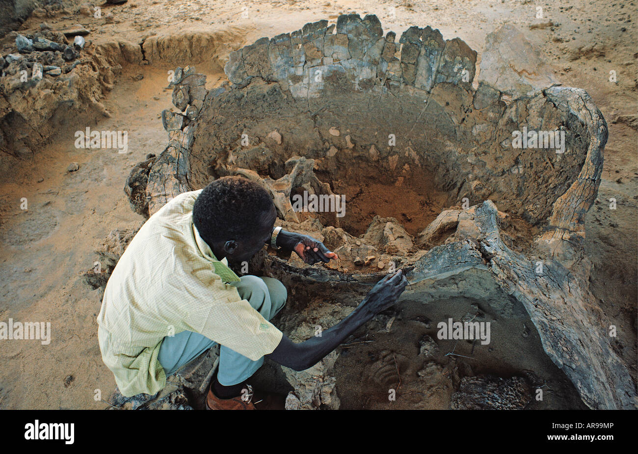 Fossil of prehistoric turtle with Museum Guide at Koobi Fora Kenya East ...