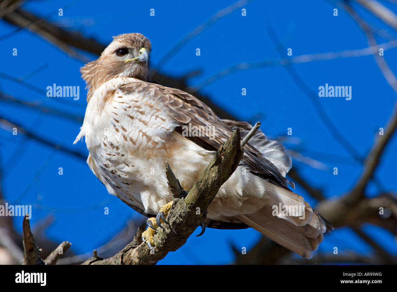 Redtailed hawks raptor bird hi-res stock photography and images - Alamy