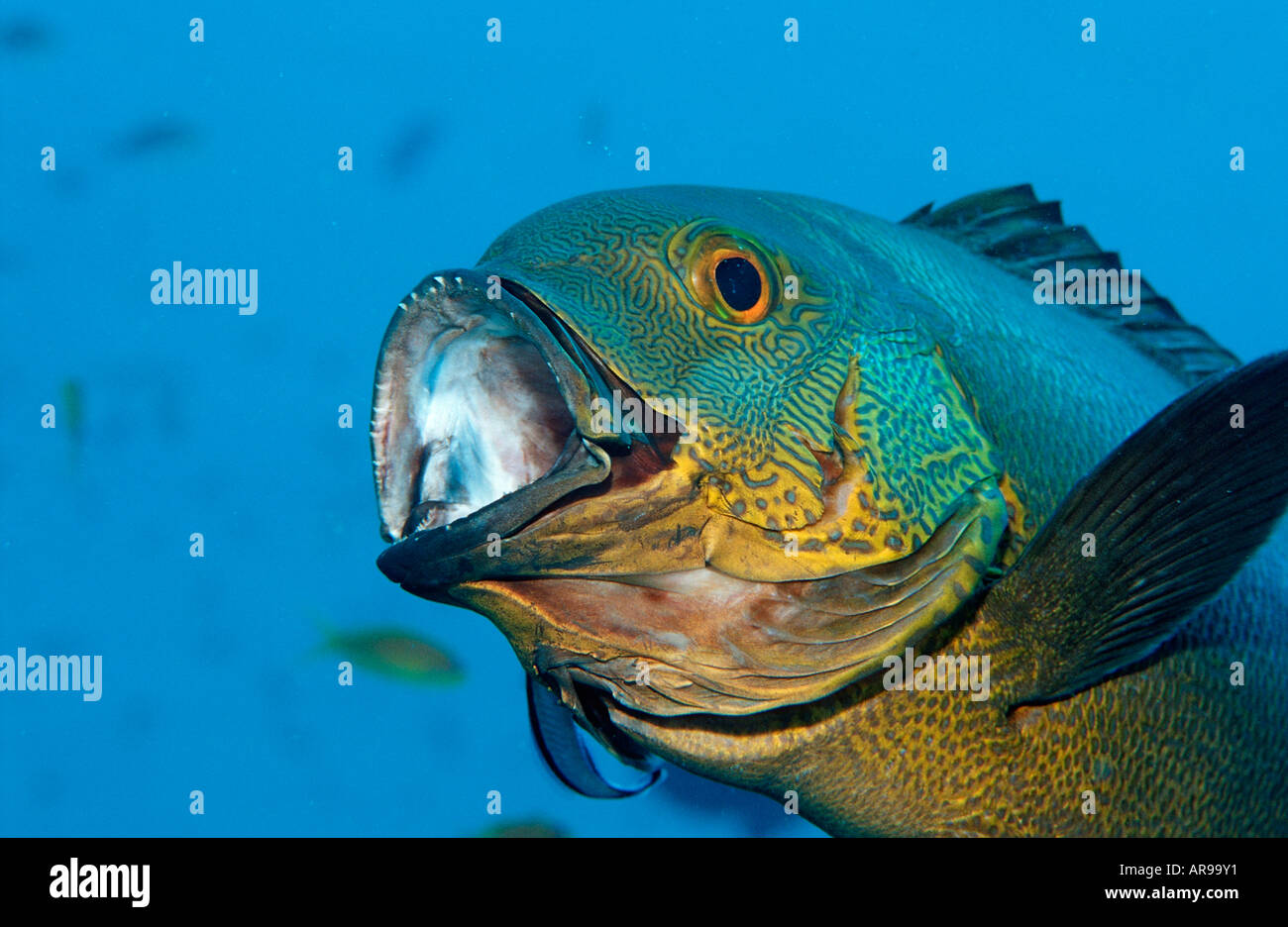 Cleaner wrasse interaction hi-res stock photography and images - Alamy