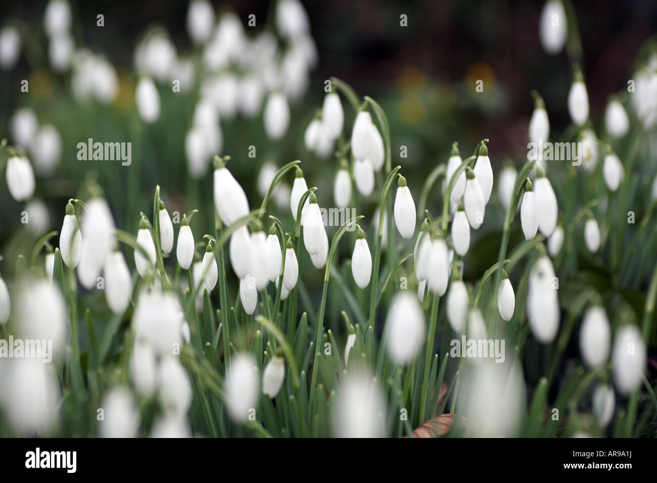 Snowdrops up close Stock Photo - Alamy