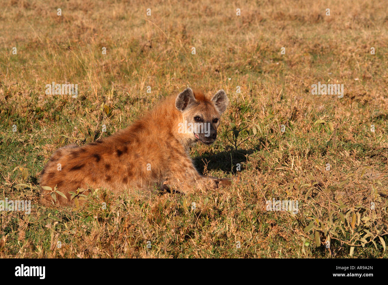 Spotted Hyena Laying Down Masai Mara Kenya Stock Photo - Alamy