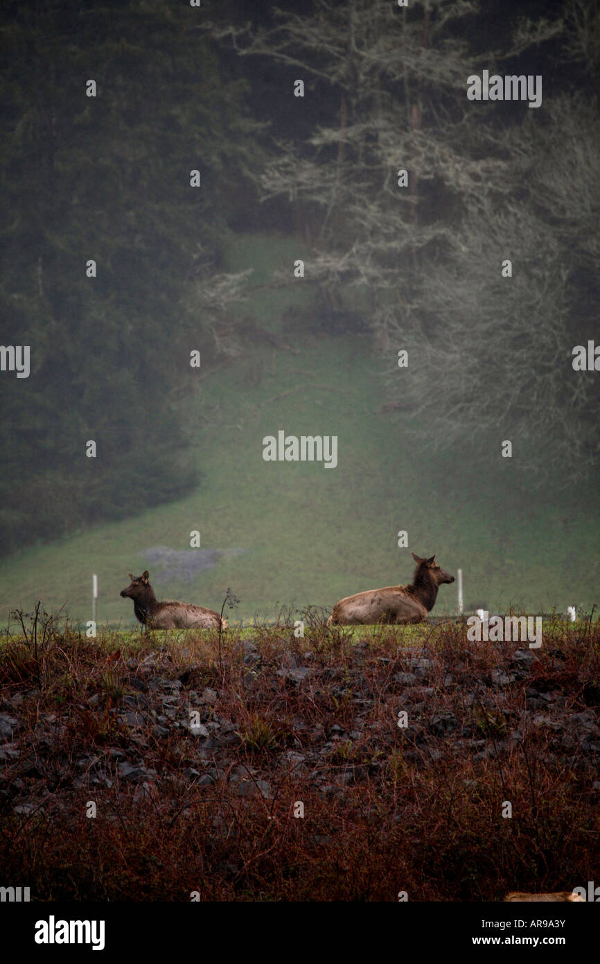 Two Elk sit on a Hilltop Facing away from each other Stock Photo - Alamy