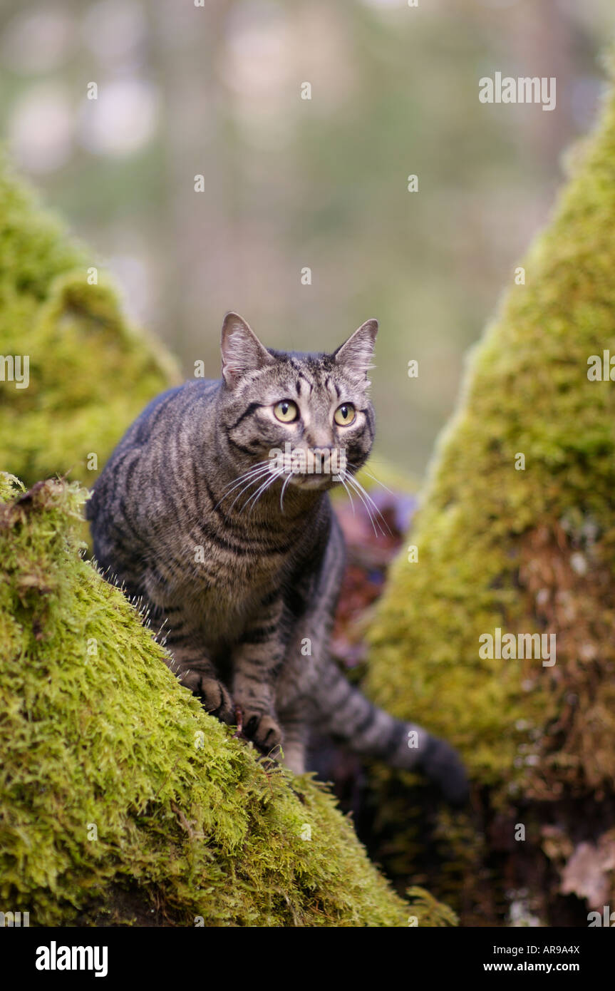 Tabby cat hunting perched on a tree ready to pounce Stock Photo - Alamy