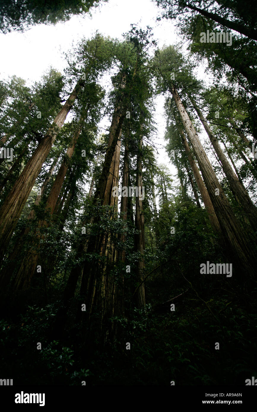 Looking up at the canopy of trees in Redwood National Park in Northern ...