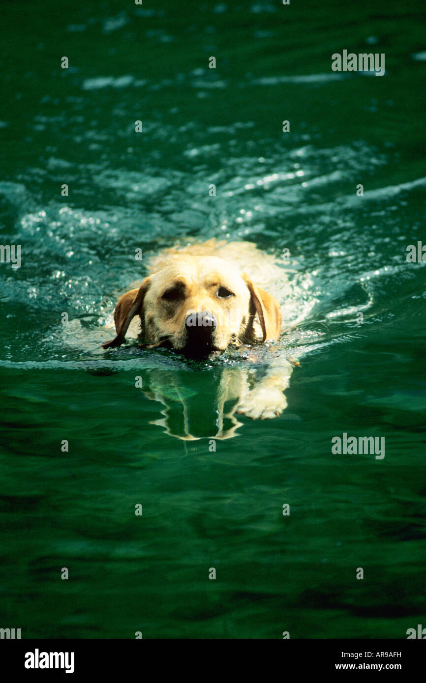 Yellow Lab swimming in the Skykomish River, Washington Stock Photo - Alamy