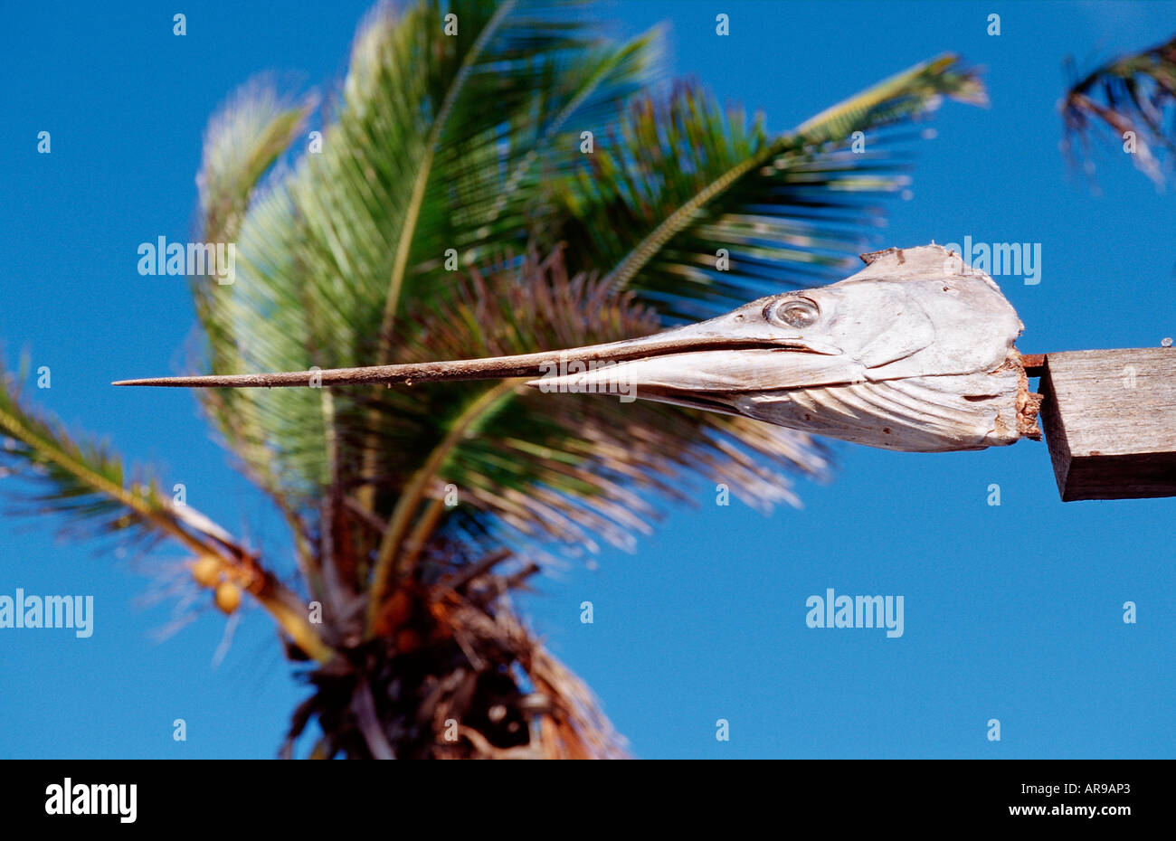 The sword fish hi-res stock photography and images - Alamy