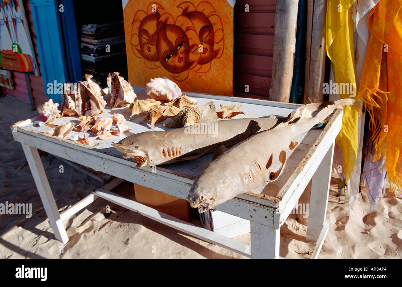 Sharks and shells as souvenir Punta Cana Caribbean Dominican Republic ...