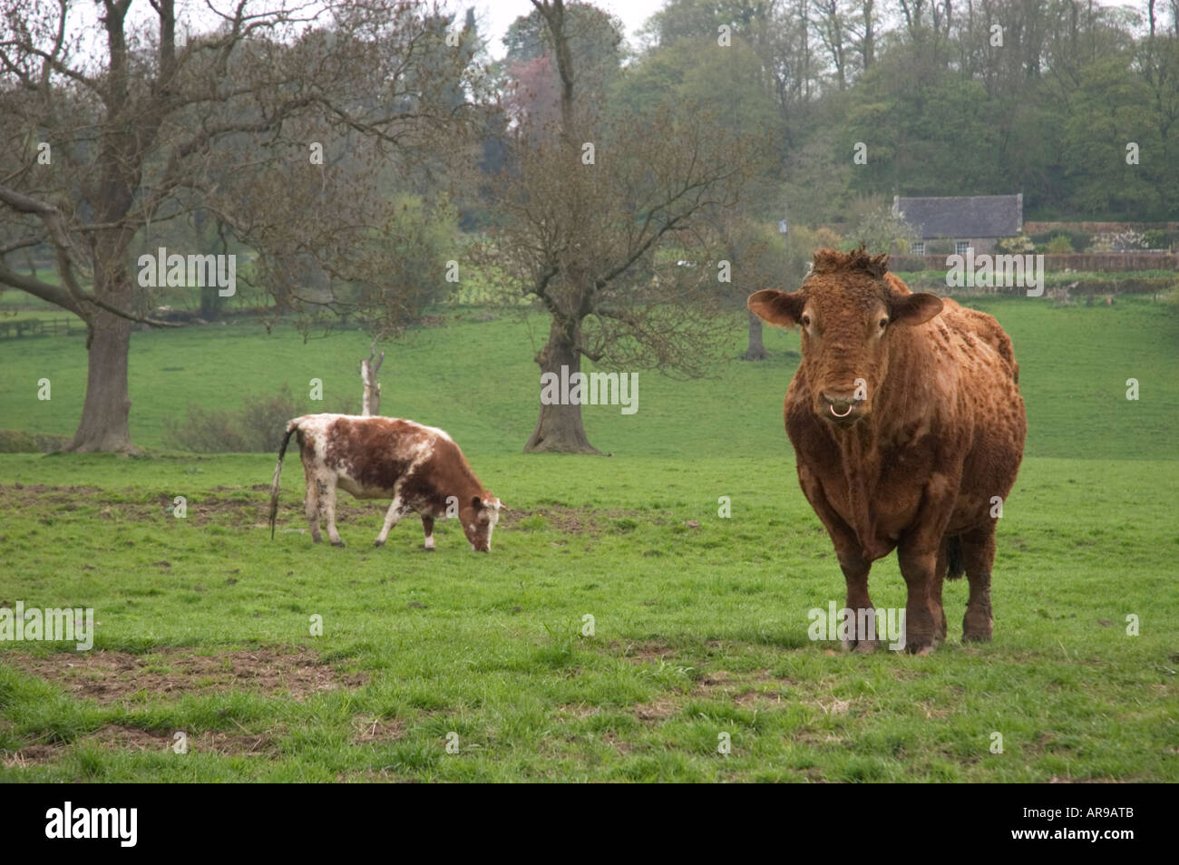 Image of a magnificent bull staring at the camera in a field. The shot ...