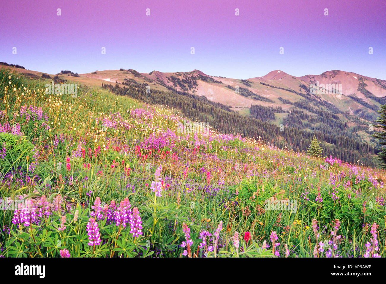 Sunset over Hurricane Ridge, Olympic National Park, Washington State ...