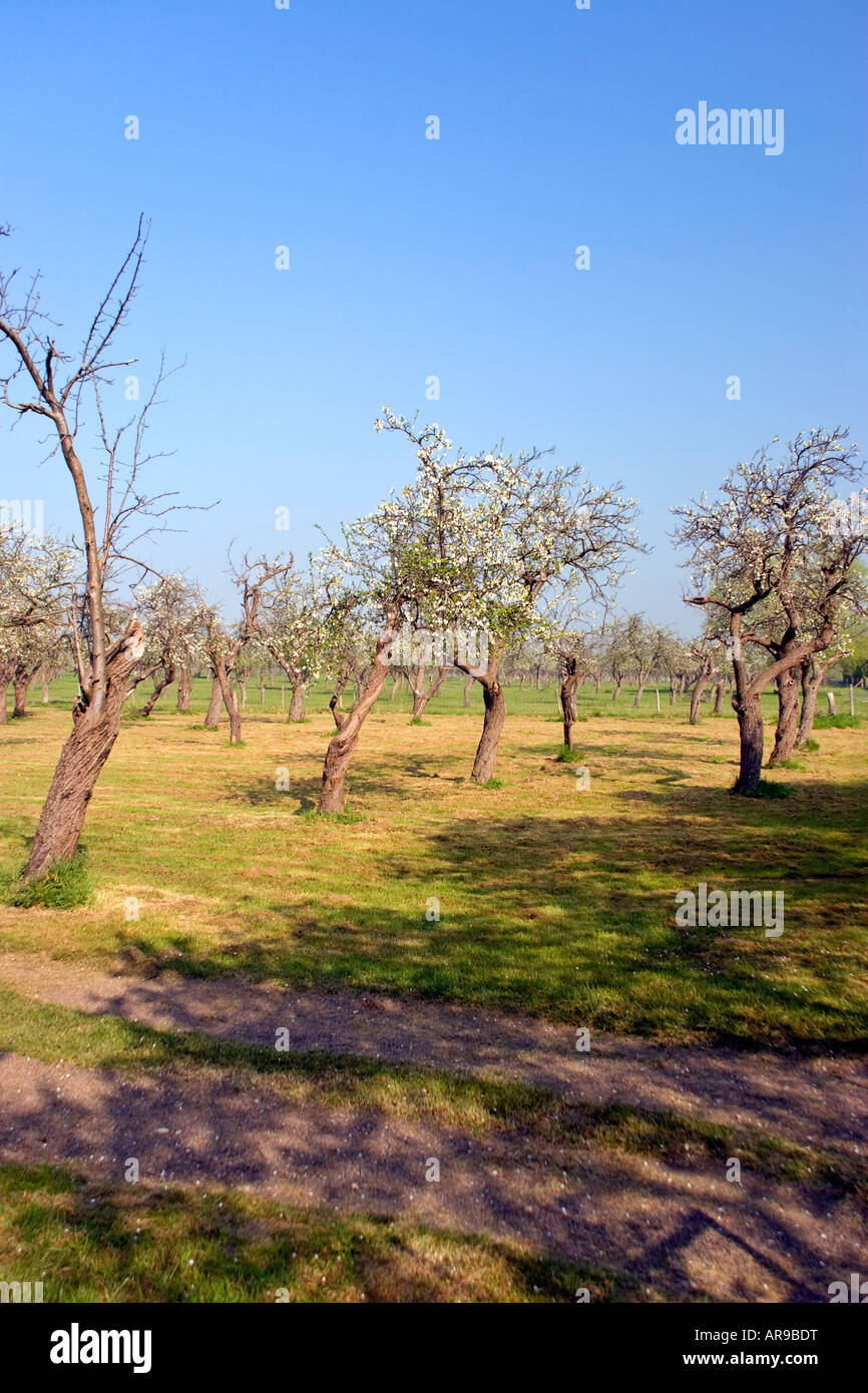 Row of apple trees in blossom Stock Photo - Alamy
