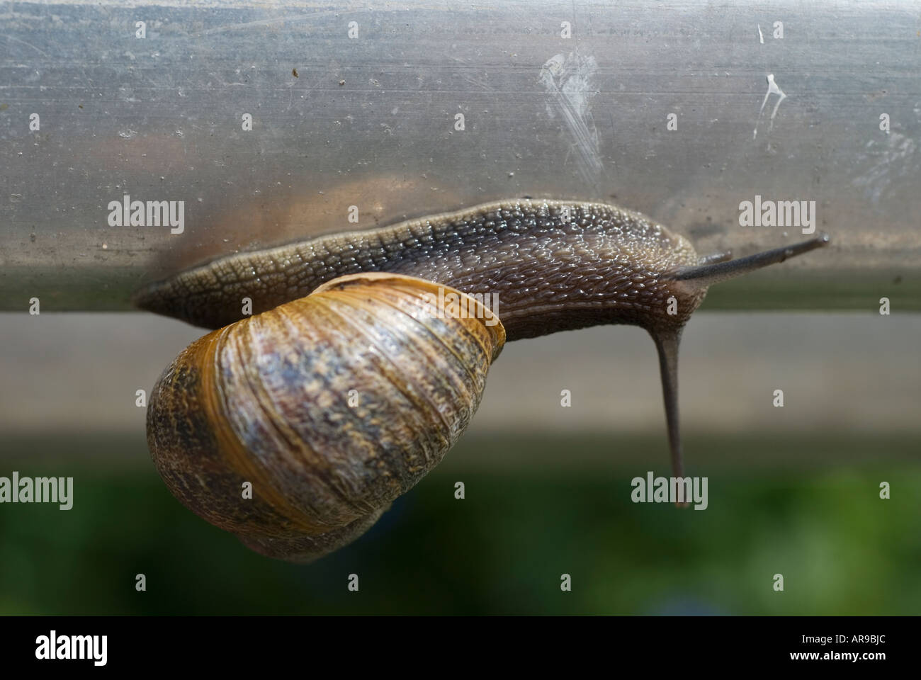 Image of a common garden snail on an aluminium ladder Stock Photo - Alamy