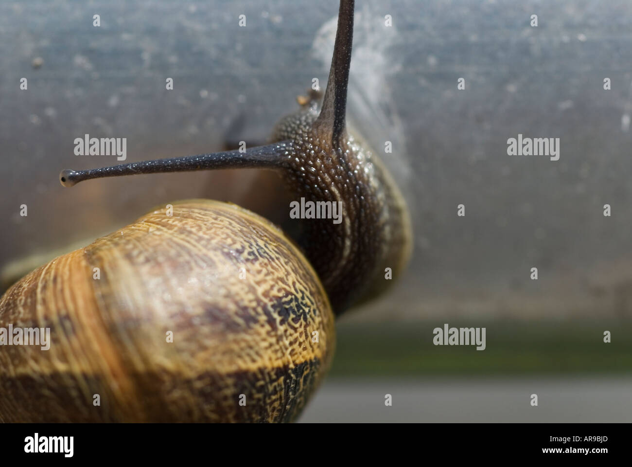 Image of a common garden snail on an aluminium ladder Stock Photo - Alamy