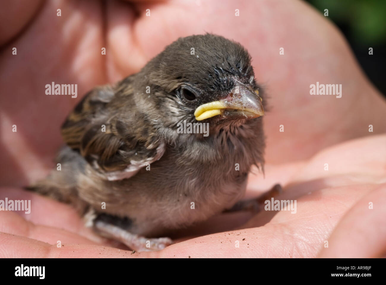 Image of a small baby bird sitting on a hand Stock Photo - Alamy