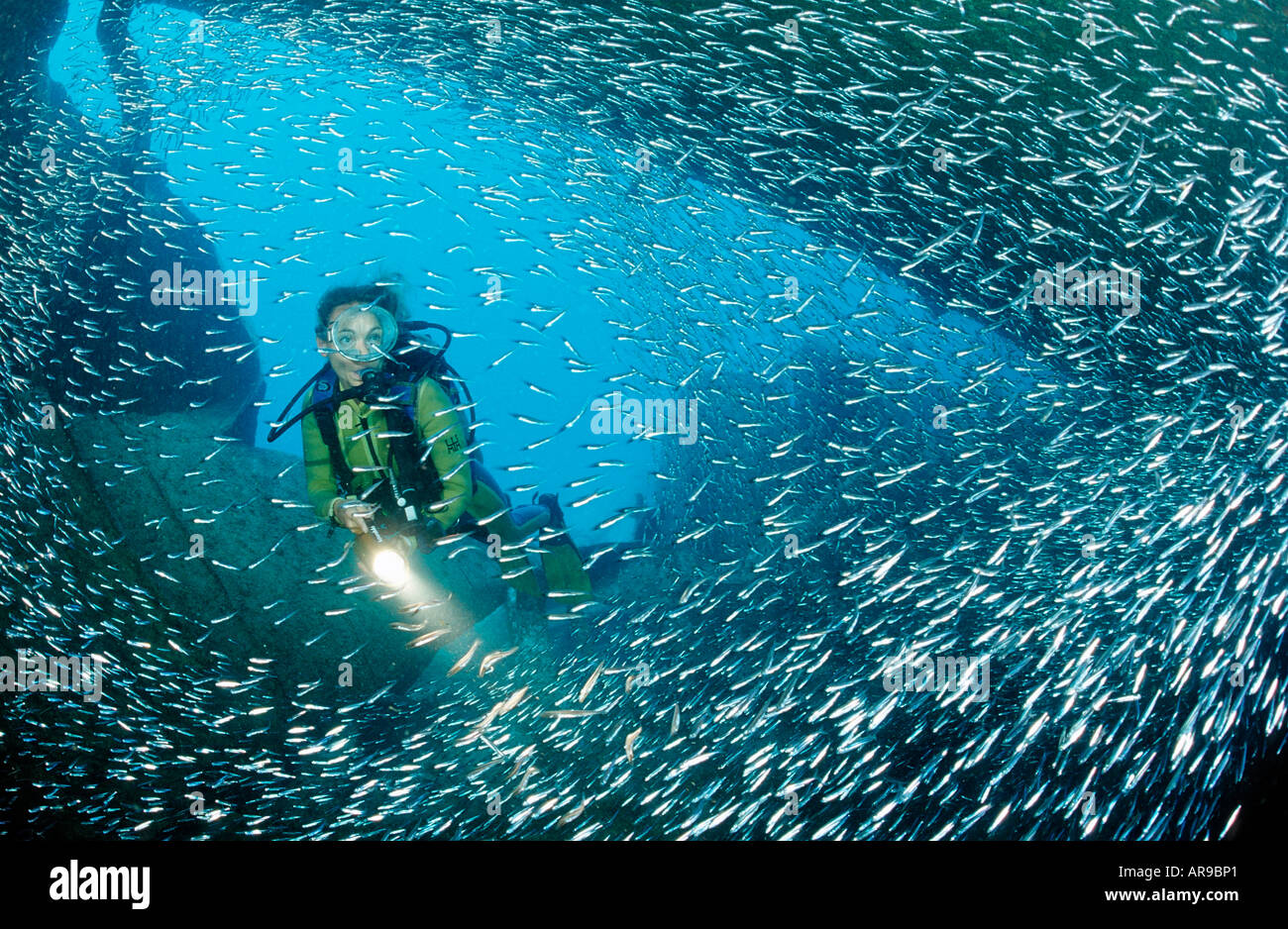 Scuba diver in ship wreck Patricia Parapriacanthus ransonneti Punta ...