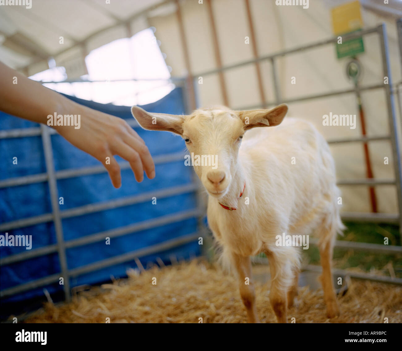 goat at Kent county fair Kent England Stock Photo - Alamy