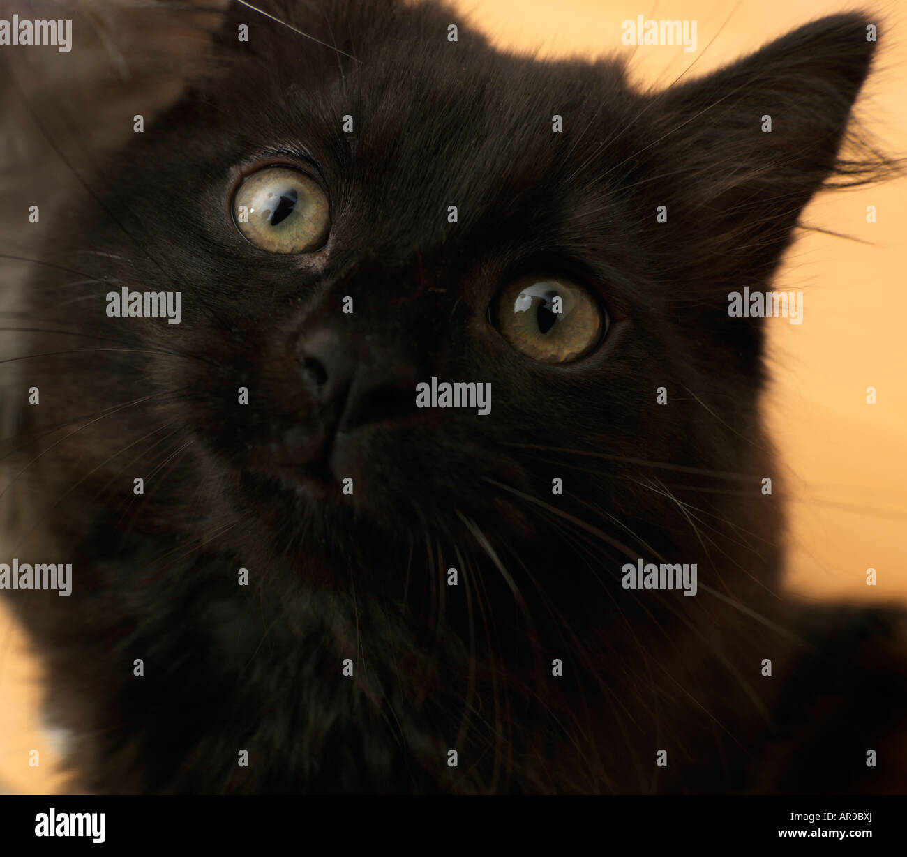 Black Kitten 10 weeks old Stock Photo - Alamy