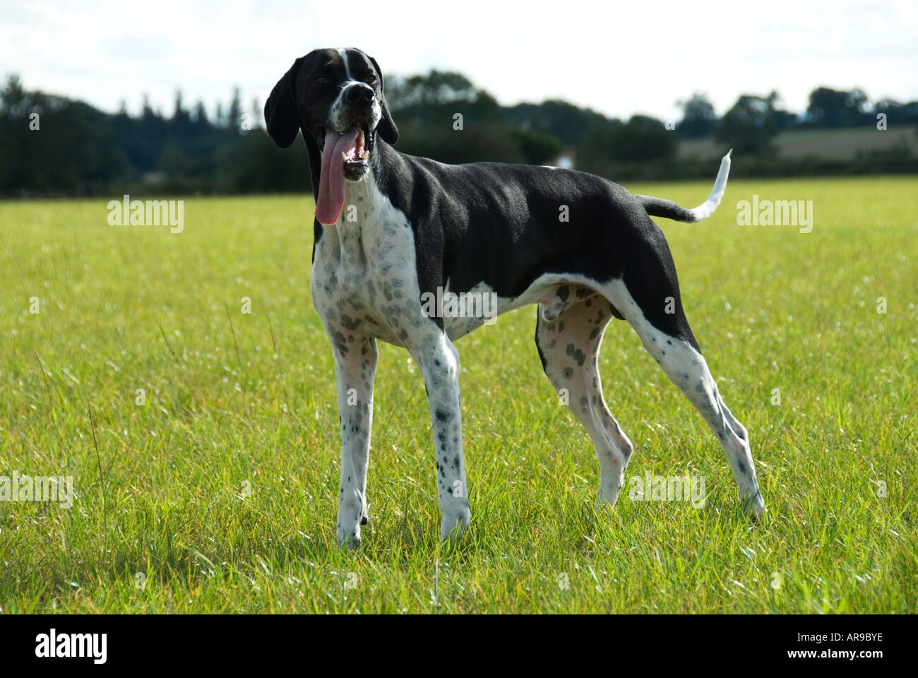 Image of a black and white English Pointer Stock Photo - Alamy
