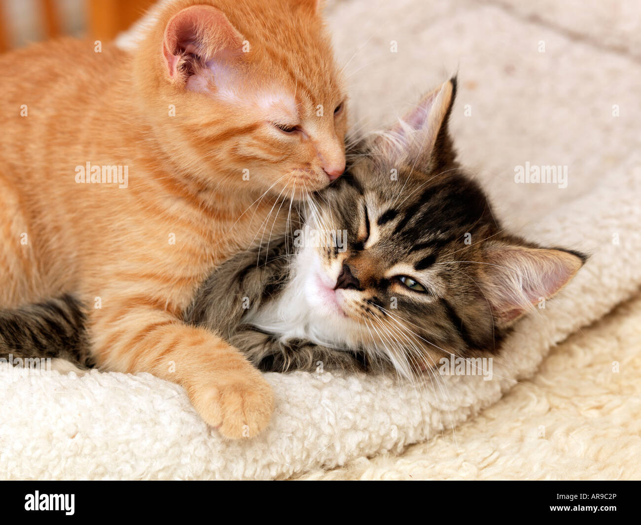 8 weeks old kittens hi-res stock photography and images - Alamy