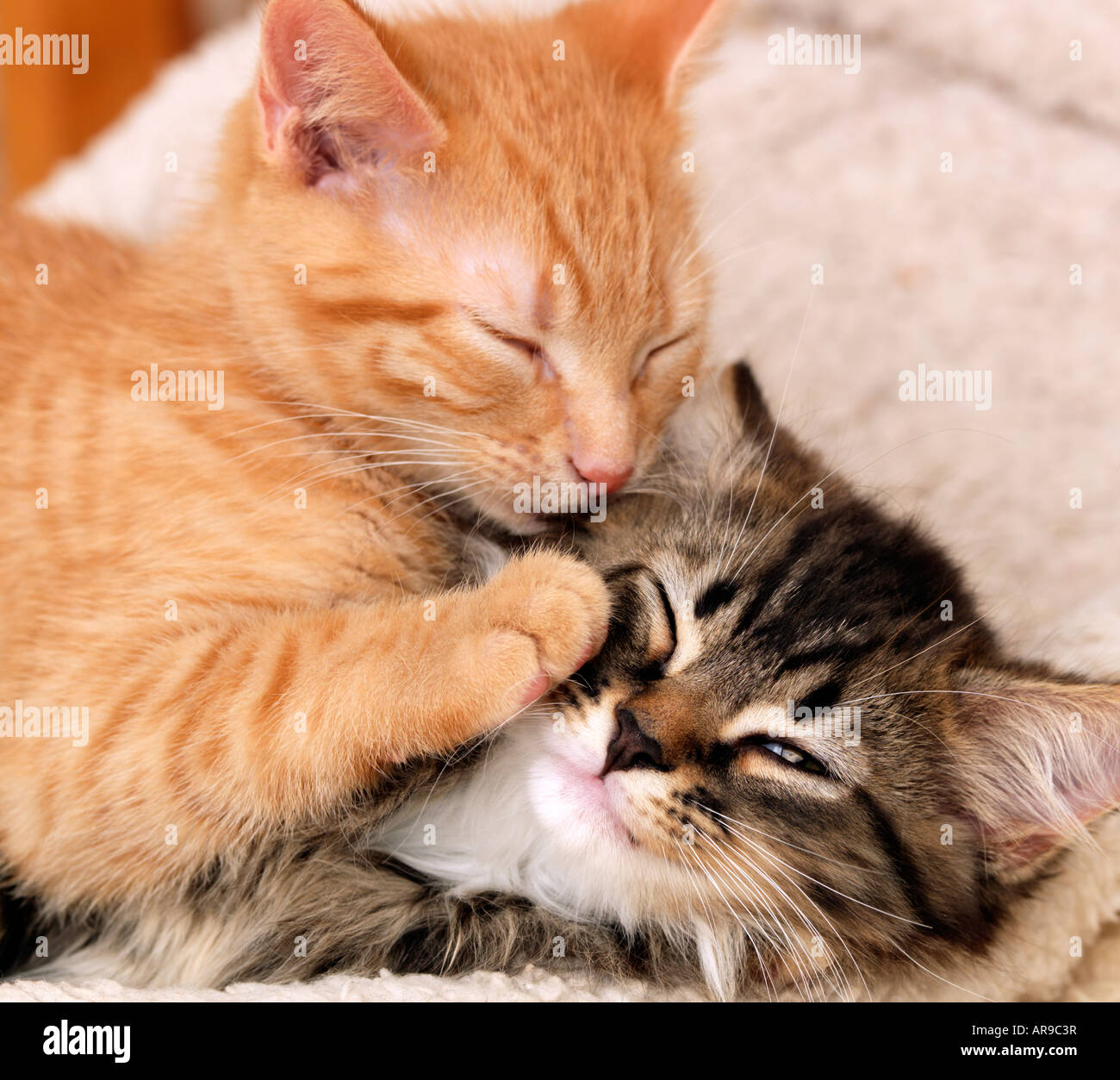 8 weeks old kittens hi-res stock photography and images - Alamy