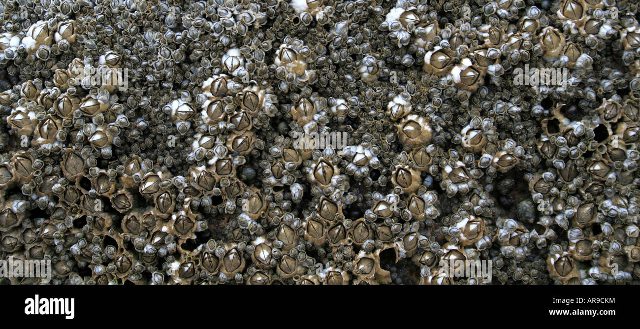 Row of Barnacles Stock Photo - Alamy