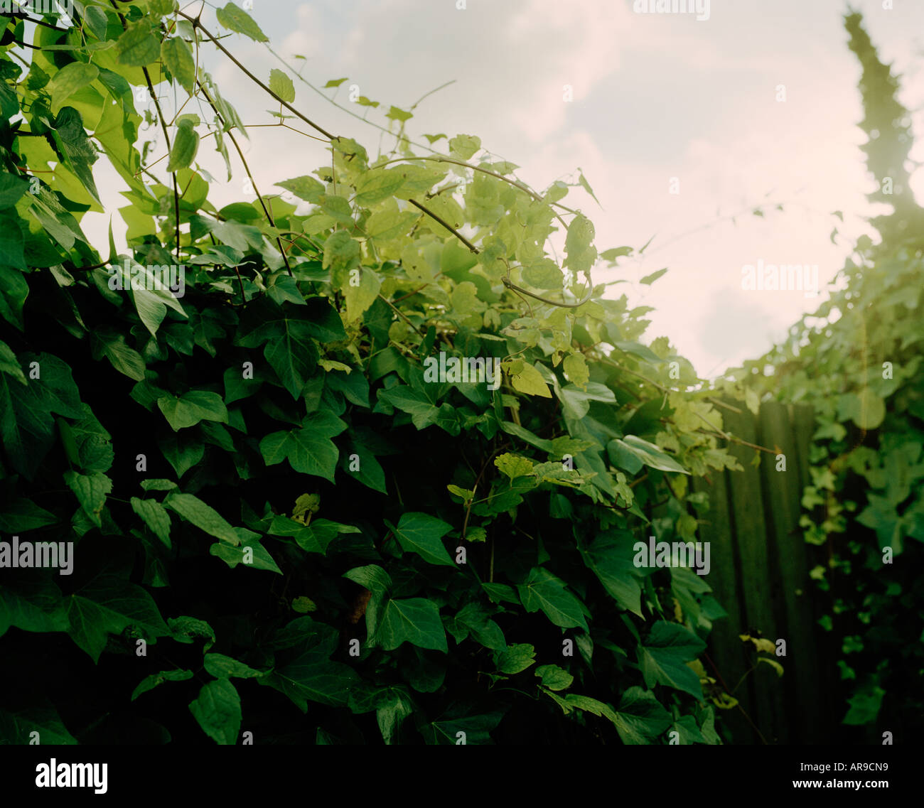 over grown fence Stock Photo - Alamy