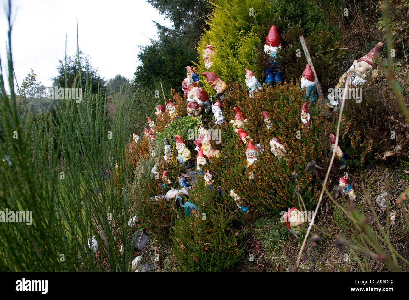 Collection of garden gnomes powys mid wales UK Stock Photo - Alamy
